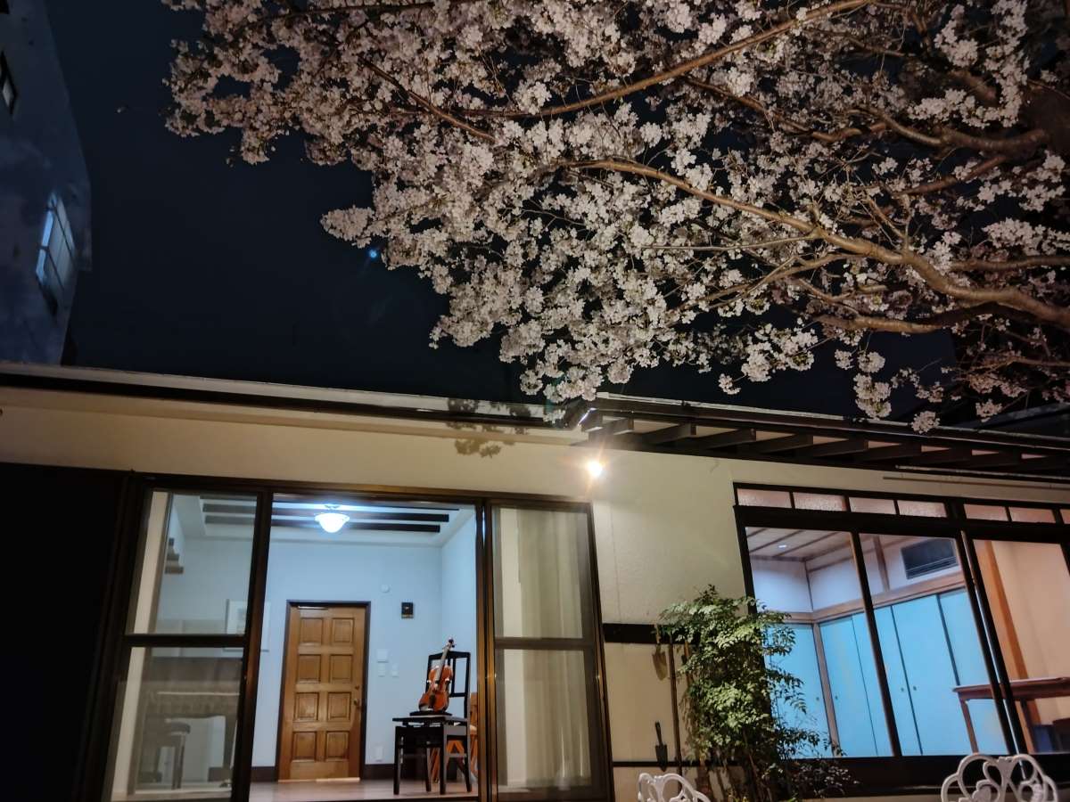 | Sakura Studio